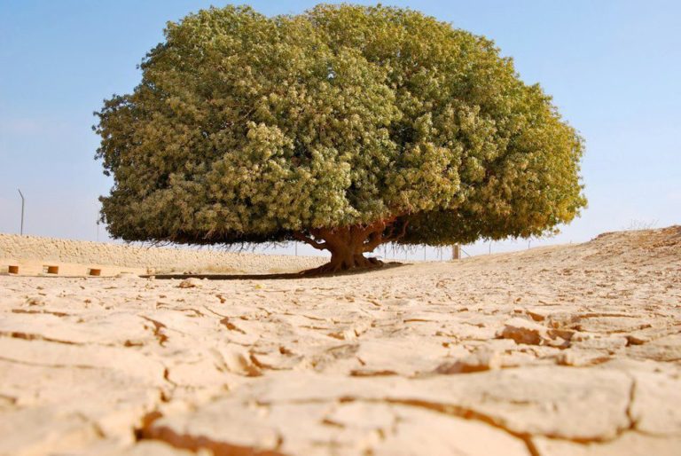 The only living sahabi tree - FUNCI - Fundación de Cultura Islámica